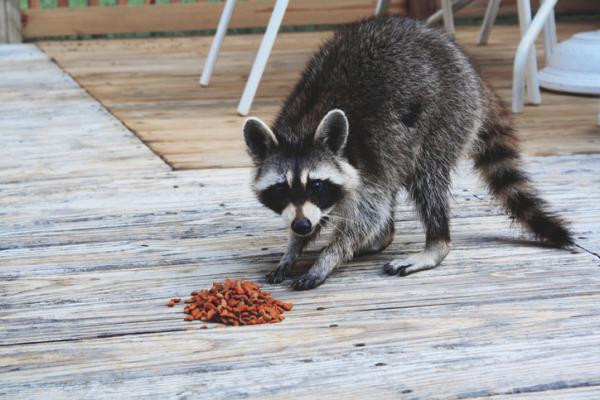 ¿Es bueno tener un mapache como mascota? Esto dice la ciencia ...