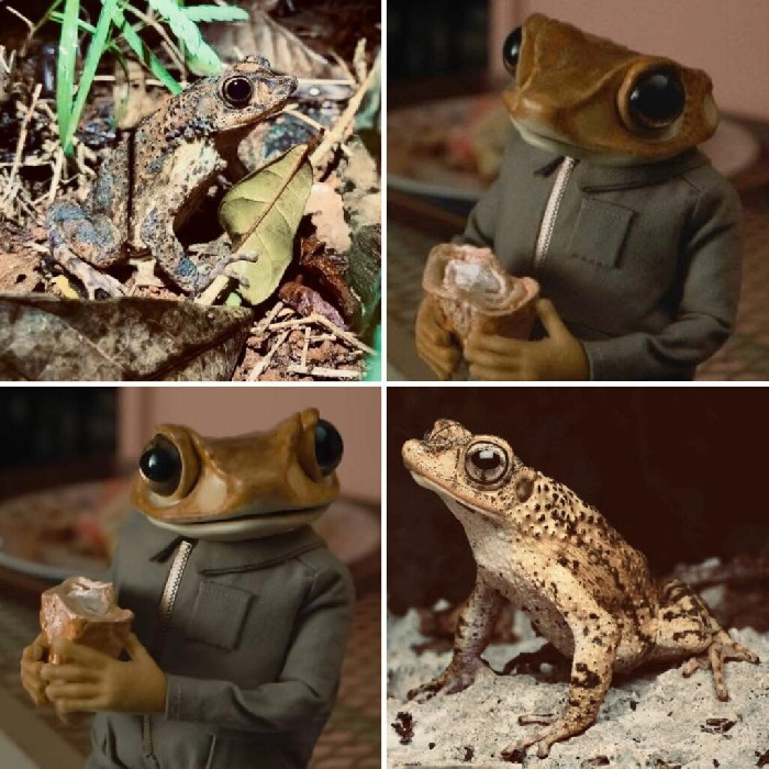 El Sapo Concho: La Especie Endémica de Puerto Rico que Bad Bunny ...